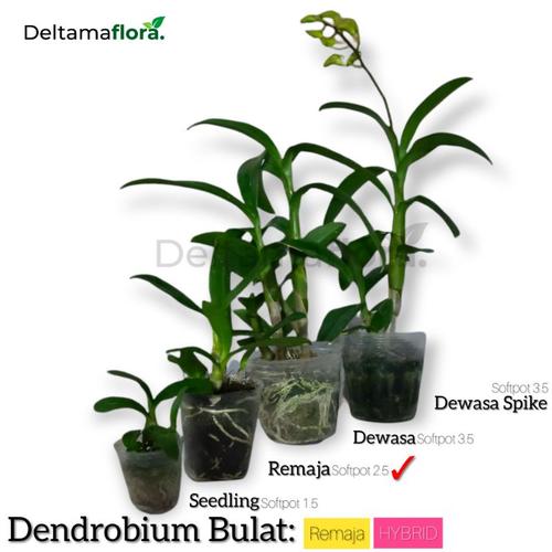 Jual Anggrek Dendrobium Bulat Remaja - Mix (Campur) - Kota Batu ...