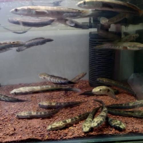 Jual Channa Maru Yellow Sentarum size 14-16cm Gen red eye bar rapi ...