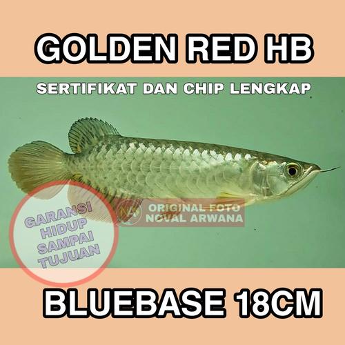Jual Ikan Arwana GOLD / Arowana Golden Red Highback HB ring level 5 ...