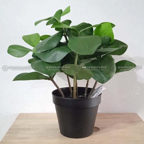 Jual Tanaman artificial ficus clusia rosea manggis hias pohon autograph dalam luar ruangan ...