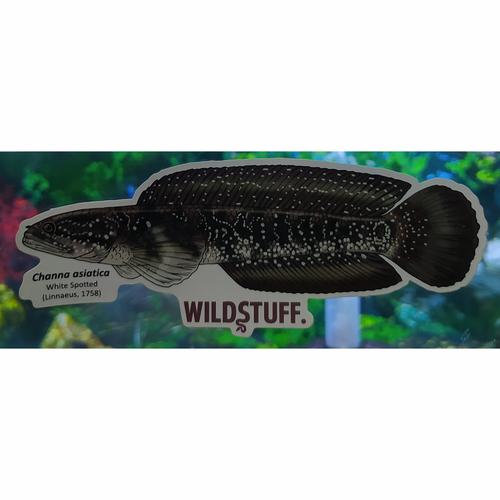 Jual Sticker CHANNA ASIATICA WS Wild Stuff - Kota Jambi - WWseries ...