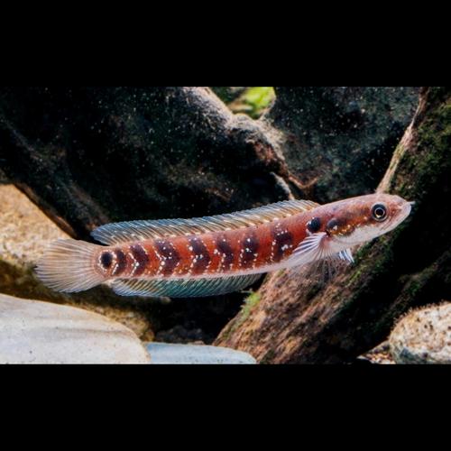 Jual ikan channa asiatica rs pure - 5-6 Cm - Kota Depok - Ikan_nih ... Jual ikan channa asiatica rs pure - 5-6 Cm - Kota Depok - Ikan_nih ...