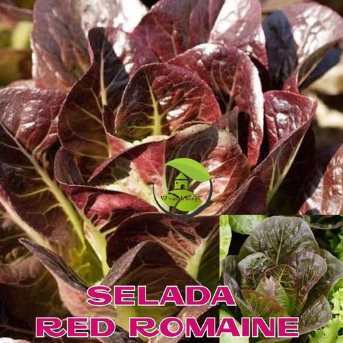 Jual Benih Selada Red Romaine Lettuce Red Romain Selada Romain - Kota Bekasi - Ginger Copys ...