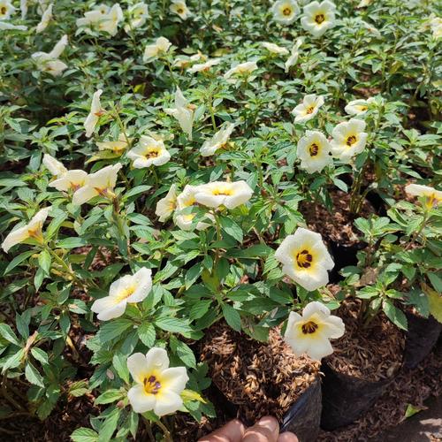 Jual tanaman hias bunga tunera putih - pohon bunga tunera - outdoor ...