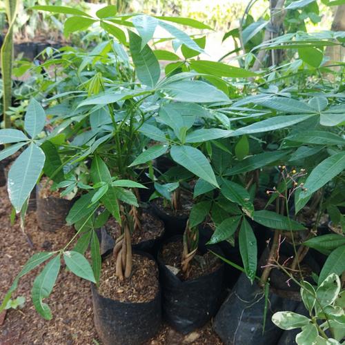 Promo Tanaman Hias Pachira Money Tree Pohon Uang Kepang 9 - Kota ...