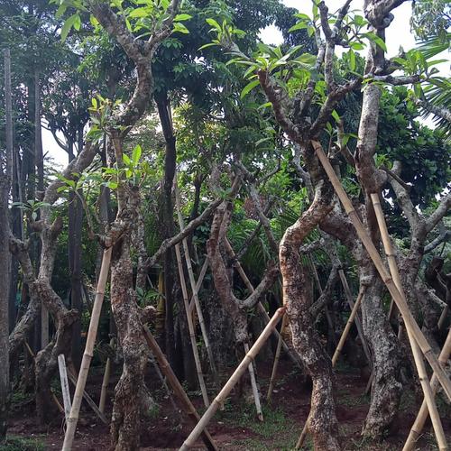 Jual pohon kamboja bali fosil bunga - Kota Depok - Tunas Wangi | Tokopedia