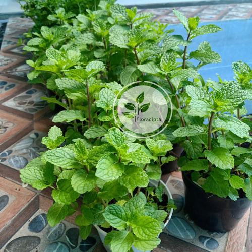 Jual Pohon mint menthol - Bibit tanaman mint satu pot - Daun mint herba ...