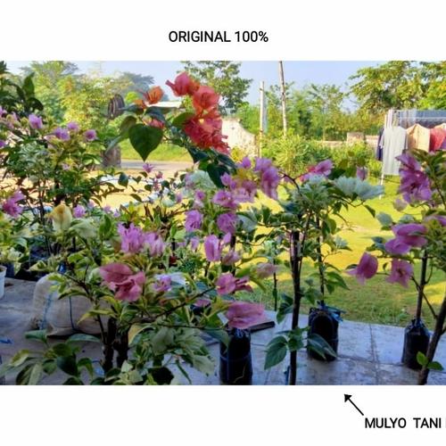 Jual Bibit tanaman bunga hias bougenville | bugenvil 3 warna satu pohon ...