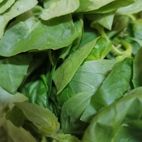 Jual DAUN BASIL SEGAR FRESH SAYUR REMPAH - Kota Denpasar - Sokaoi ...