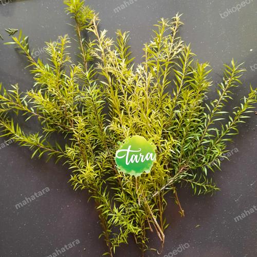 Jual Daun Wangi Malaleuca Bracteata, Revolution Golden Rangkaian Bunga ...
