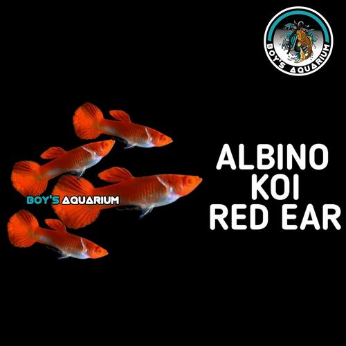 Jual Ikan Guppy albino koi red ear gen king koi ikan hias aquarium - Jantan - Kota Depok - boy's ...