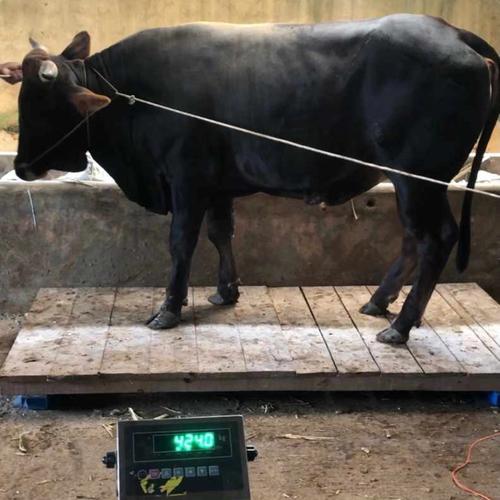 Jual Timbangan sapi digital sabb - Kota Bandung - pusat Timbangan sapi ...