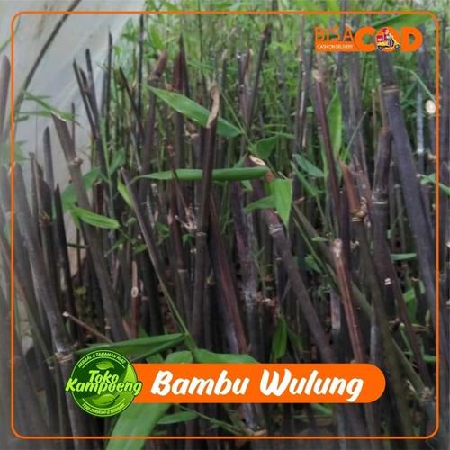 Jual 10 Bibit Bambu Wulung Bambu Hitam black bamboo - Kab. Pangandaran ...