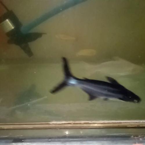 Jual ikan patin pangasius ikan hias aquarium tank mate predator arwana ...