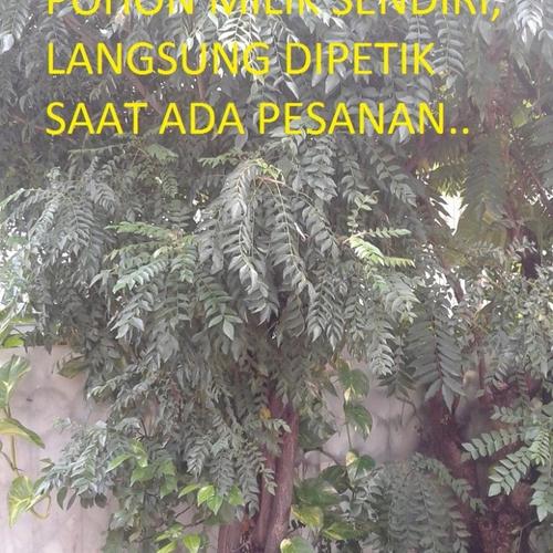 Jual Daun Bumbu Kari Salam Koja per batang Murraya koenigi Chalcas ...