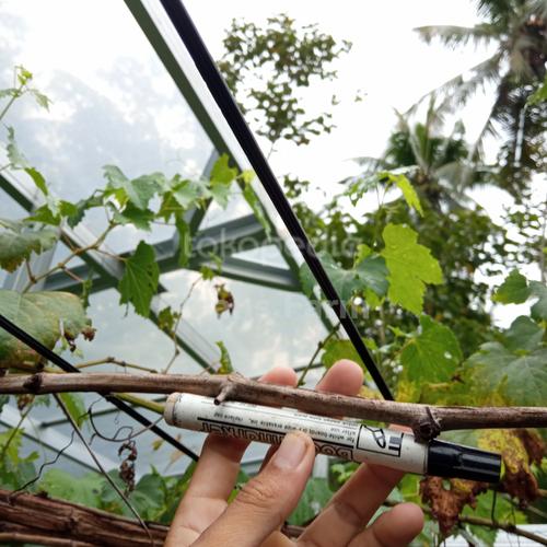 Jual stek anggur Ninel - cutt trans - Kab. Purworejo - Trans Farm ...