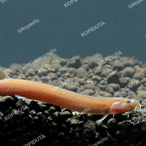 Jual IKAN KUHLI LOACH BLACK PEMBERSIH - Kota Bekasi - KOPIDUTA | Tokopedia