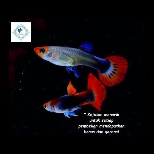Jual Ikan Hias Guppy Air Tawar Tuxedo Koi - Betina - Kota Depok - Fishtreasure. id | Tokopedia