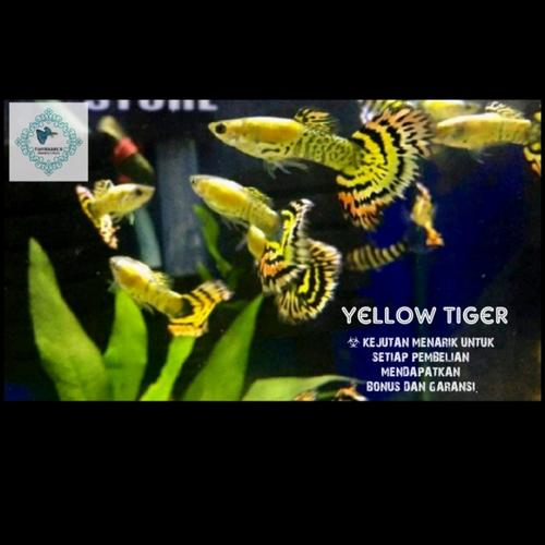 Jual Ikan Hias Guppy Air Tawar Yellow Tiger - betina - Kota Depok - Fishtreasure. id | Tokopedia