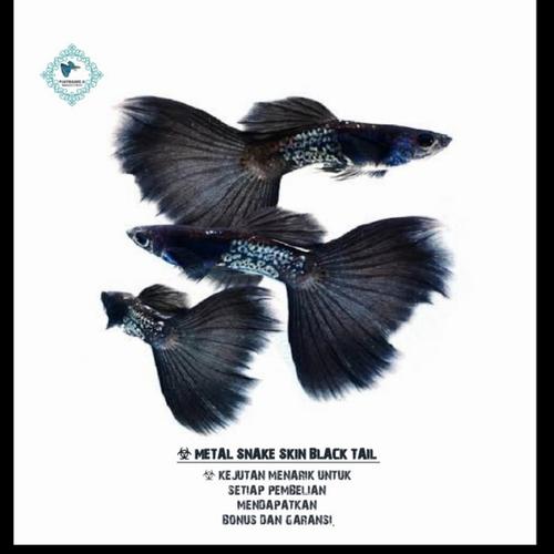 Jual Ikan Hias Guppy Air Tawar Metal Snake Skin Black Tail - jantan - Kota Depok - Fishtreasure ...