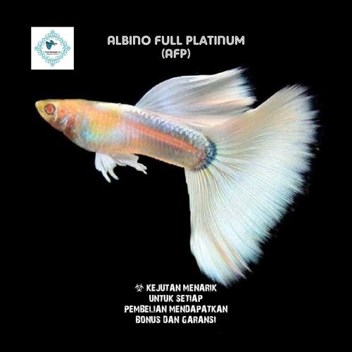 Jual Ikan Hias Guppy Air Tawar Albino Full Platinum - betina - Kota Depok - Fishtreasure. id ...