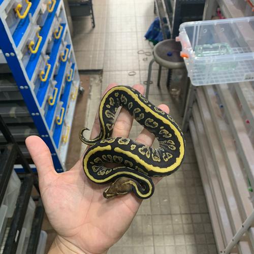 Jual Ballpython marvel spotnose mojave female - Kab. Tangerang ...
