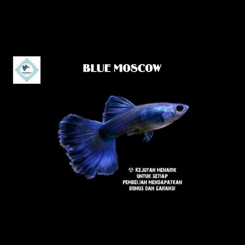 Jual Ikan Hias Guppy Air Tawar Blue Moscow - betina - Kota Depok - Fishtreasure. id | Tokopedia