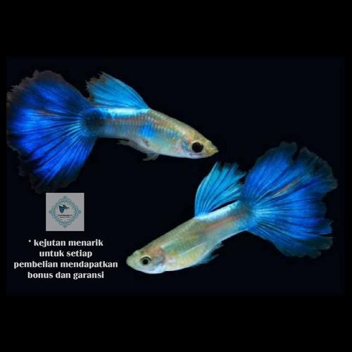 Jual Ikan Hias Guppy Air Tawar Blue Diamond - betina - Kota Depok - Fishtreasure. id | Tokopedia