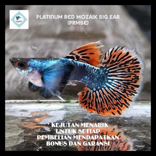 Jual Ikan Hias Guppy Air Tawar Platinum Red Mozaik Big Ear - Jantan - Kota Depok - Fishtreasure ...