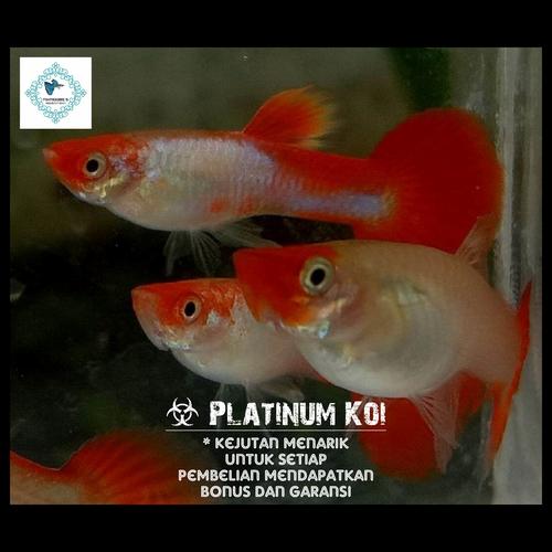 Jual Ikan Hias Guppy Air Tawar Platinum Koi - B - Kota Depok - Fishtreasure. id | Tokopedia