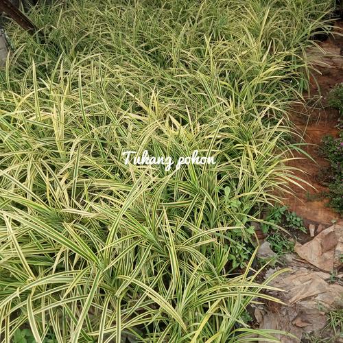 Jual tanaman pandan kuning.tanaman hias pandan kuning.tanaman proyek ...