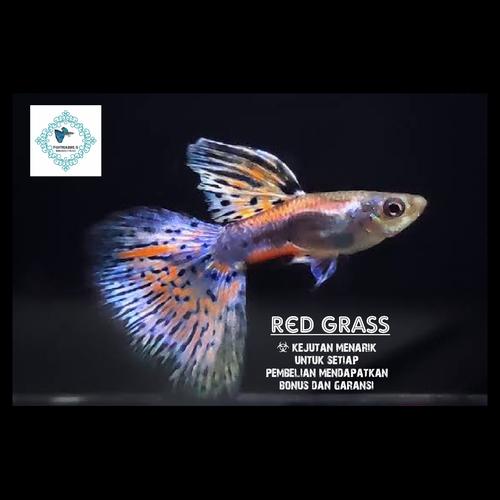Jual Ikan Hias Guppy Air Tawar Red Grass - B - Kota Depok - Fishtreasure. id | Tokopedia