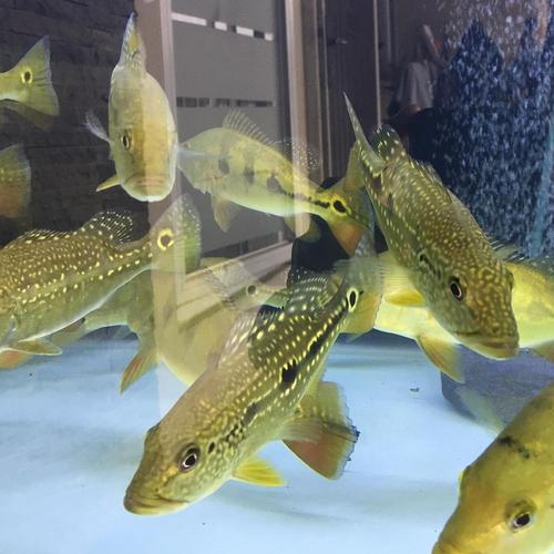 Jual Peacock Bass pinima pure size 15 cm good marking full mutiara ...
