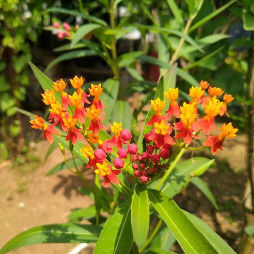 Jual 10 Benih biji Kapas Cinde Bunga Vegetasi lebah - Kab. Tangerang ...