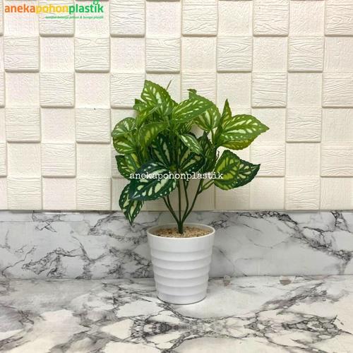 Jual Tanaman Hias Daun Watermelon X5 Plastik Artificial Pot Ulir Gelas ...