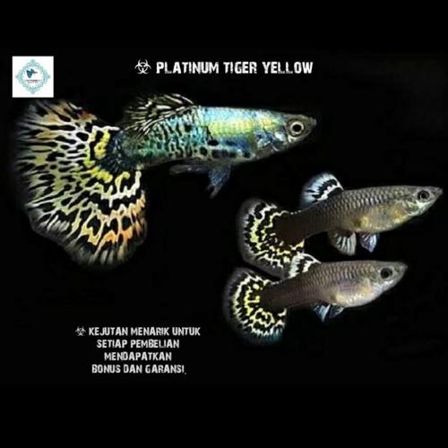 Jual Ikan Hias Guppy Air Tawar Platinum Tiger - betina - Kota Depok - Fishtreasure. id | Tokopedia