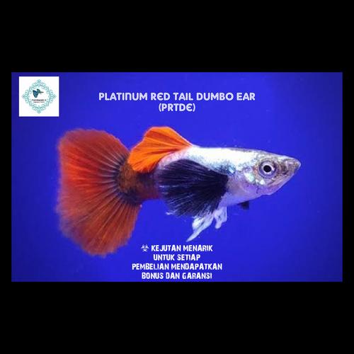 Jual Ikan Hias Guppy Air Tawar Platinum Red Tail Dumbo Ear - Betina - Kota Depok - Fishtreasure ...
