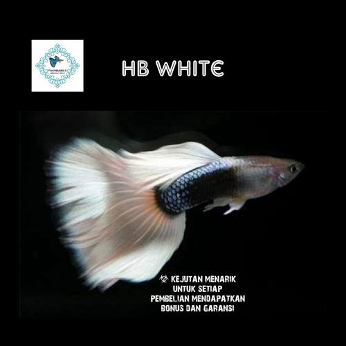 Jual Ikan Hias Guppy Air Tawar Half Black White - betina - Kota Depok - Fishtreasure. id | Tokopedia