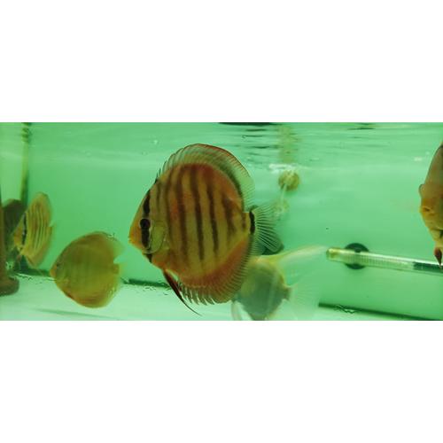 Jual Discus San Merah Blue Rim Blue face 4 Inch - Kota Depok - Family ...