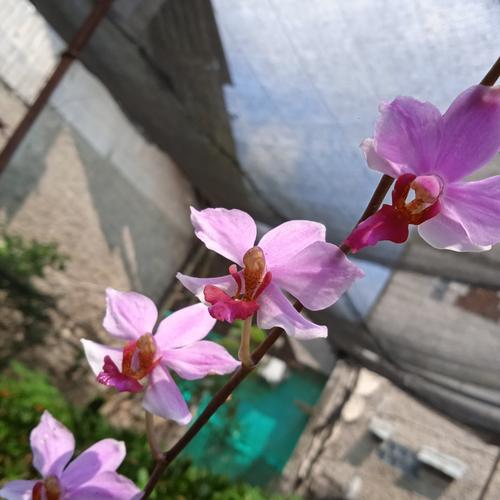 Jual Anggrek doritis anggrek bulan mini dewasa - Kota Tangerang Selatan ...