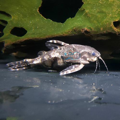 Jual IKAN HIAS AGAMYXIS PECTINIFRONS DORADIDAE CATFISH TANKMATE ...