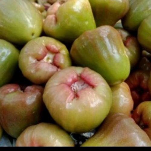 Jual Buah Jambu Air Cincalo Hijau Premium Fresh 500 gram - gosend grab ...