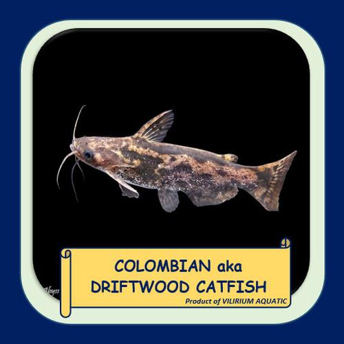 Jual IKAN HIAS AIR TAWAR - COLOMBIAN CATFISH aka DRIFTWOOD CATFISH ...