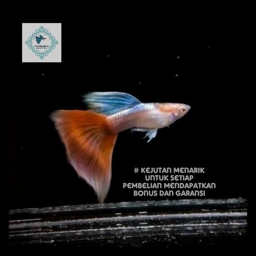 Jual Ikan Hias Air Tawar Albino Red Sky - betina - Kota Depok ...