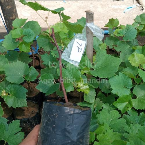 Jual Bibit tanaman buah anggur impor jenis jupiter batang ori asli ...