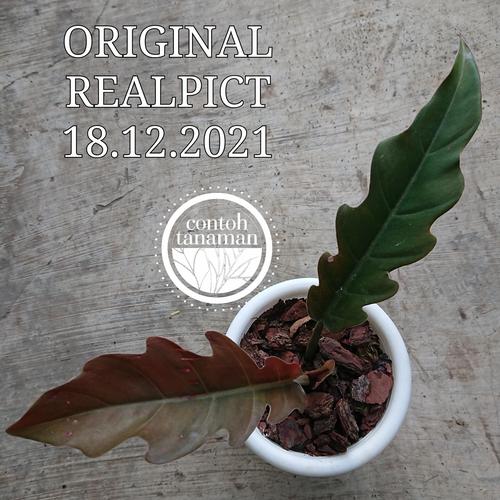 Jual Philodendron Crocodile Dark - baumfreund caramel - Philo keris ...