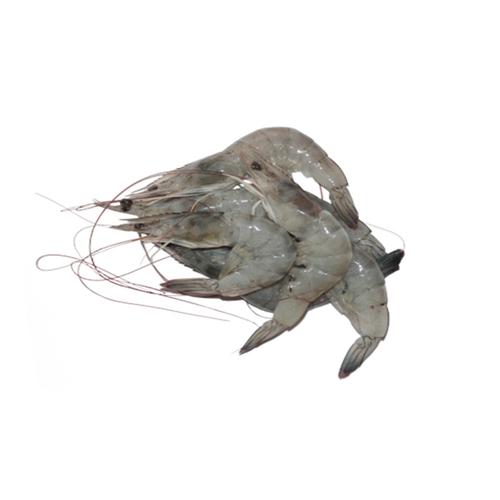 Jual Udang Besar - 1/2 kg - Kota Medan - LaukpaukMedan | Tokopedia