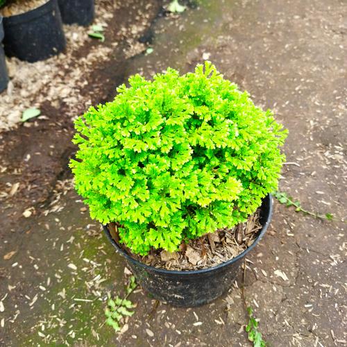 Jual tanaman hias lumut ambon / Tanaman rumput laut - Kota Bandung ...