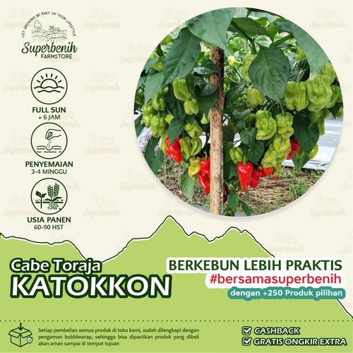 Jual 5 Biji - Benih Cabe Katokkon, cabai katokon khas Tana Toraja - Kab ...