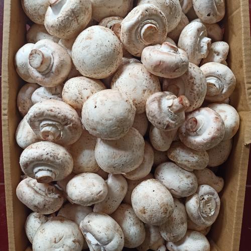 Jual Jamur Kancing Segar Champignon 1 Kg - 500 gram - Kota Bogor - FDG ...